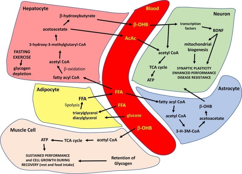 Flipping the Metabolic Switch: Understanding and Applying Health ... Flipping the Metabolic Switch: Understanding and Applying Health ...